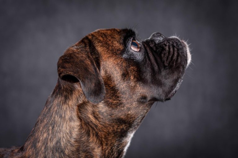 Lymfoom bij honden - Oorzaken, symptomen en hoe u kunt helpen | K9 INU®