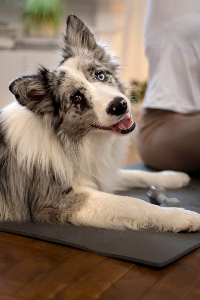 Canine dysplasia - Causes, symptoms, treatment, and prevention