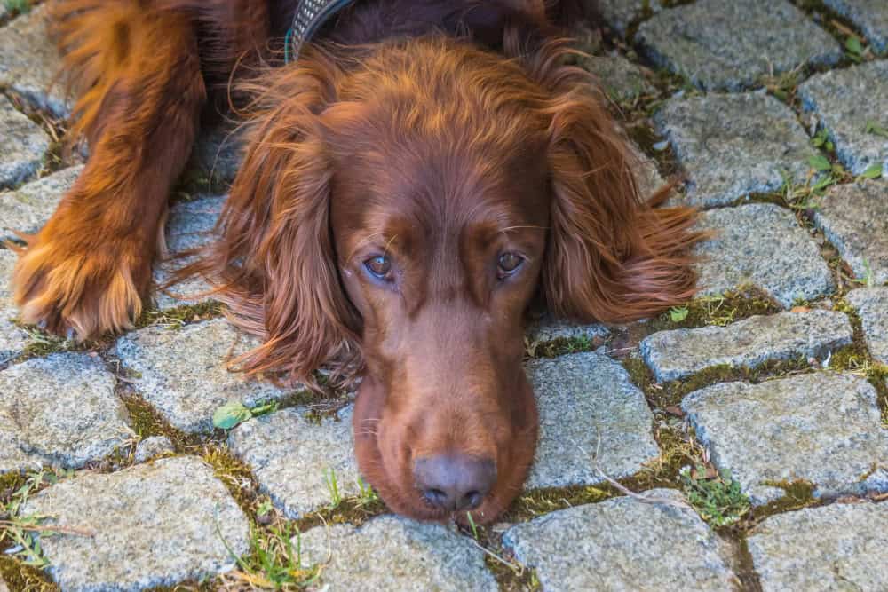 Displasia de codo en perros: síntomas, diagnóstico y tratamiento