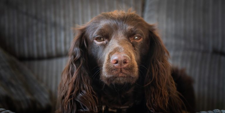 Síntomas de cáncer en perros: 10 señales que indican cáncer | K9 INU®