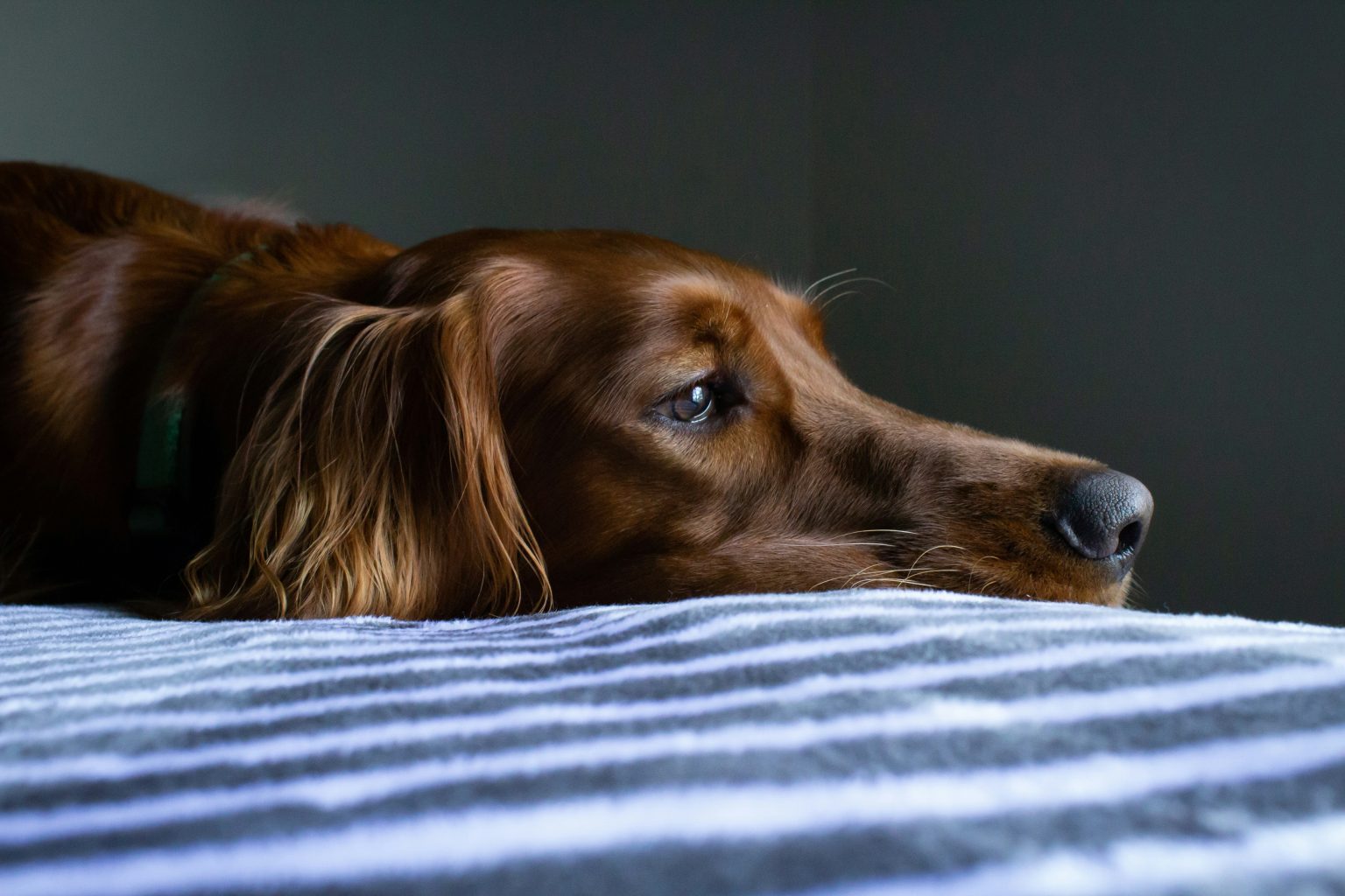 Symptoms of dog cancer - 10 signs that indicate cancer | K9 Inu®