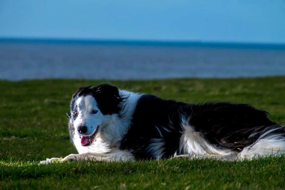 Síntomas de cáncer en perros: 10 señales que indican cáncer | K9 INU®