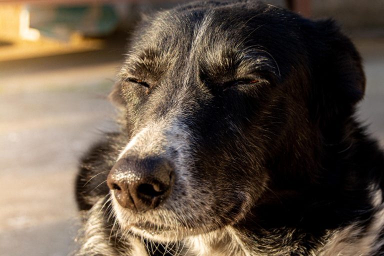 Lymfoom bij honden - Oorzaken, symptomen en hoe u kunt helpen | K9 INU®