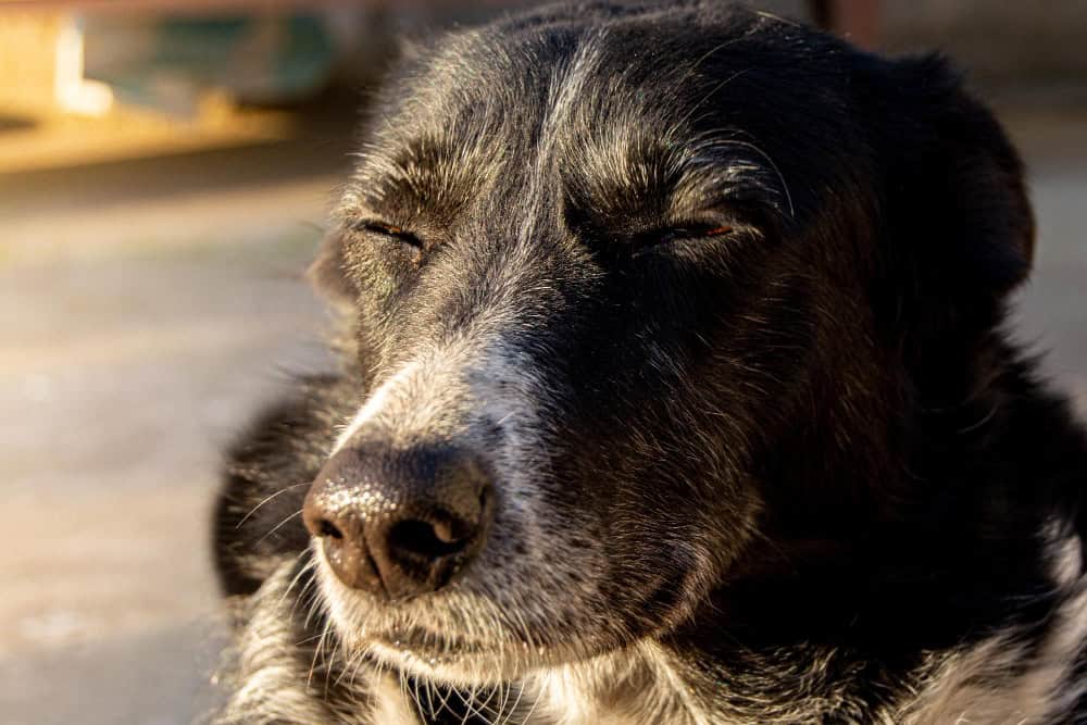 Síntomas de cáncer canino: 10 señales tempranas que debes conocer