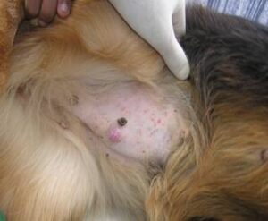 Tumor mamario canino: desarrollo, síntomas y tratamiento
