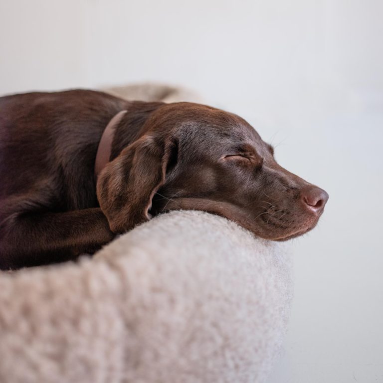 Hranjenje BARF - Pojem, namen in pravila | K9-DogHealth.com