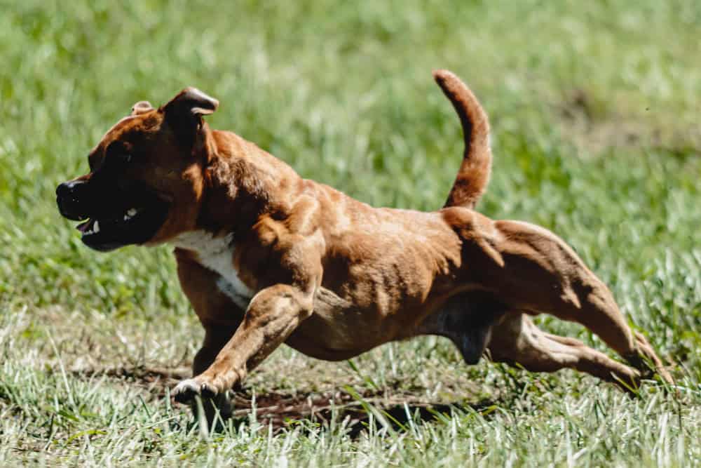 Vægttrækning - Hundesport | K9-DogHealth.com