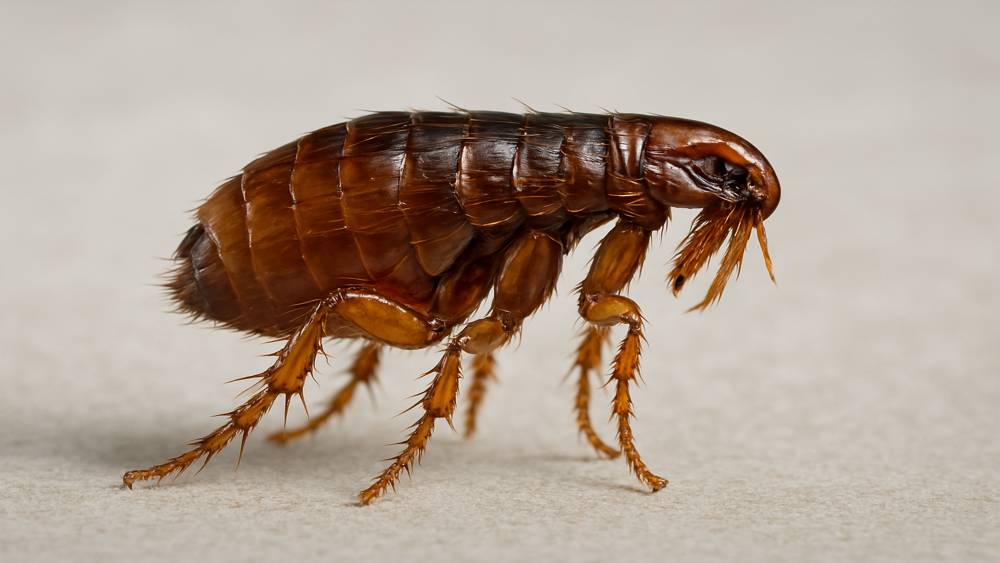 La pulga del perro: un compañero de casa desagradable | K9-DogHealth.com