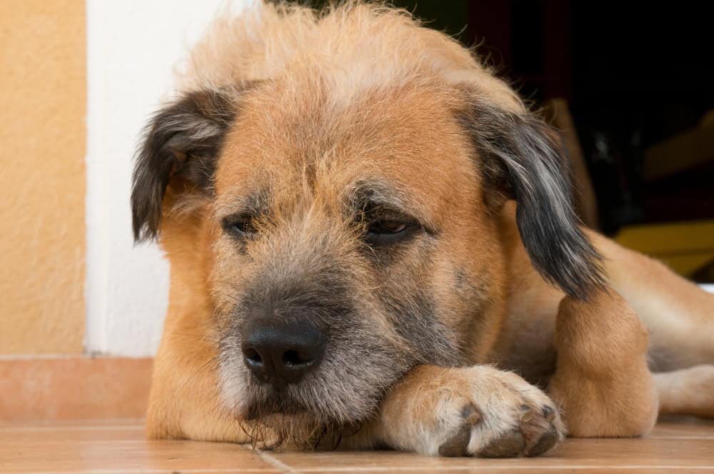 Lymphom beim Hund – Ursachen, Anzeichen und Hilfe | K9 INU®