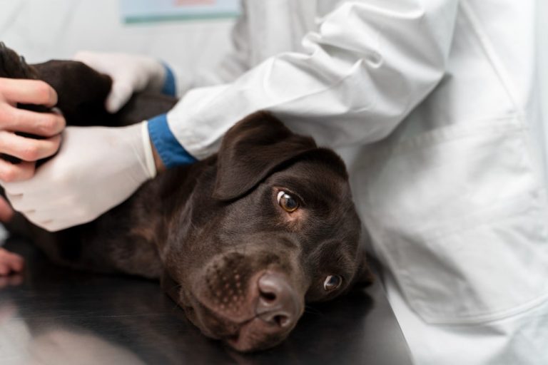 Lymfoom bij honden - Oorzaken, symptomen en hoe u kunt helpen | K9 INU®