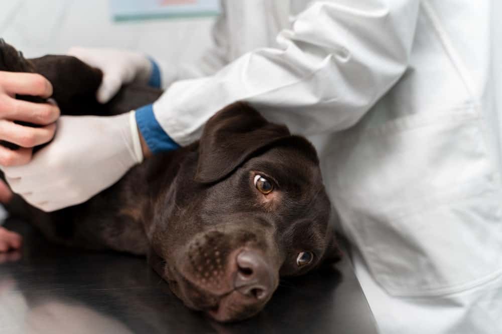 Tumores cerebrales en perros: síntomas, diagnóstico, tratamiento y cuidados